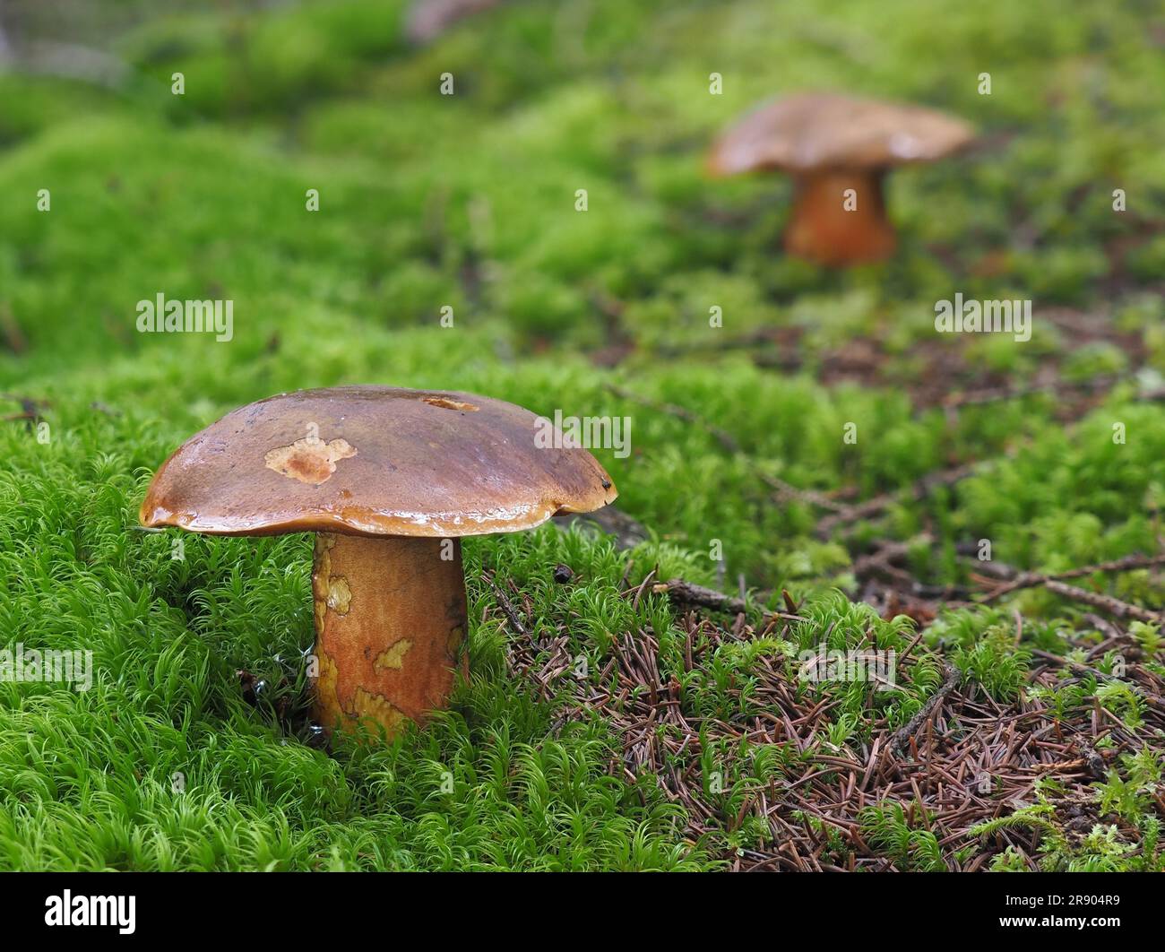 is commonly known as the scarletina bolete, for its red pores (yellow ...