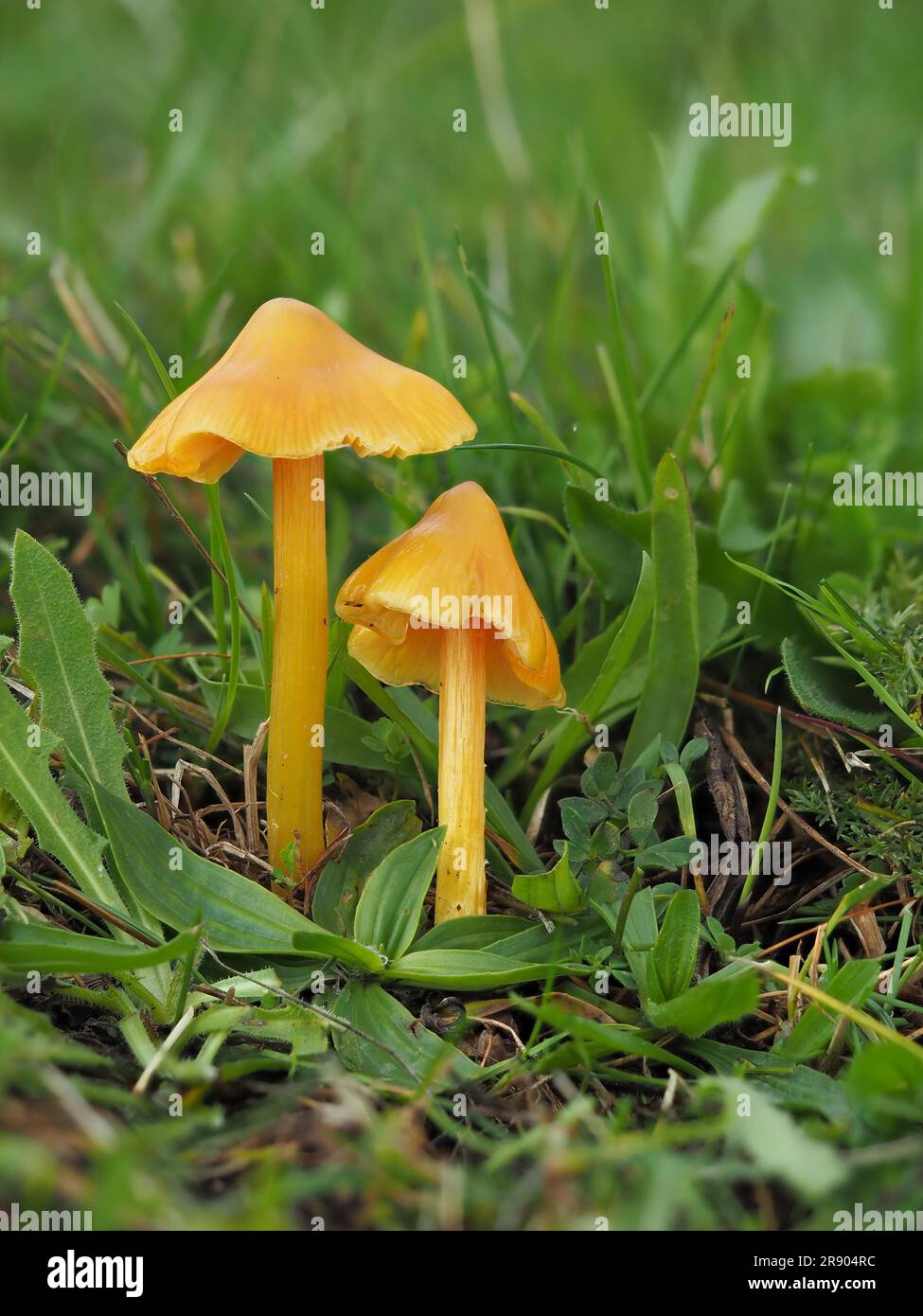 Conical cap hi-res stock photography and images - Alamy