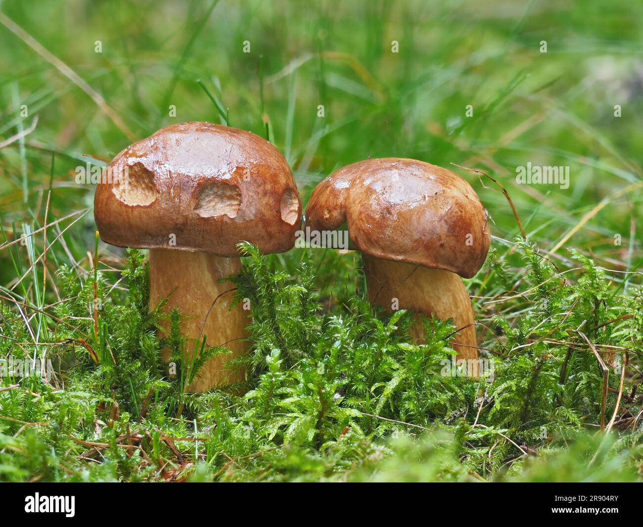 With its large smooth bay-brown or chestnut coloured cap (Imleria badia ...