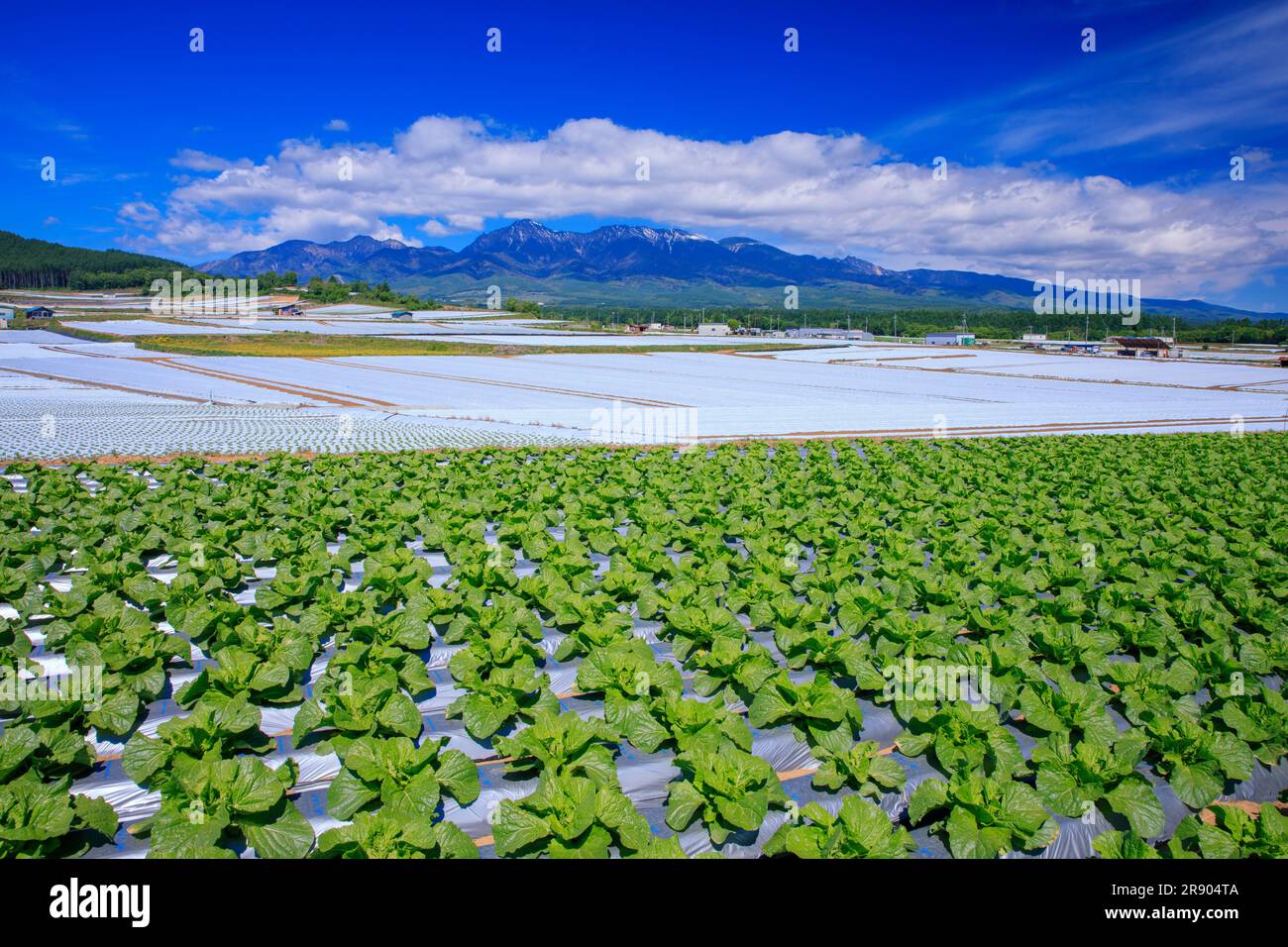 Lettuce field and Yatsugatake Mountains Stock Photo - Alamy