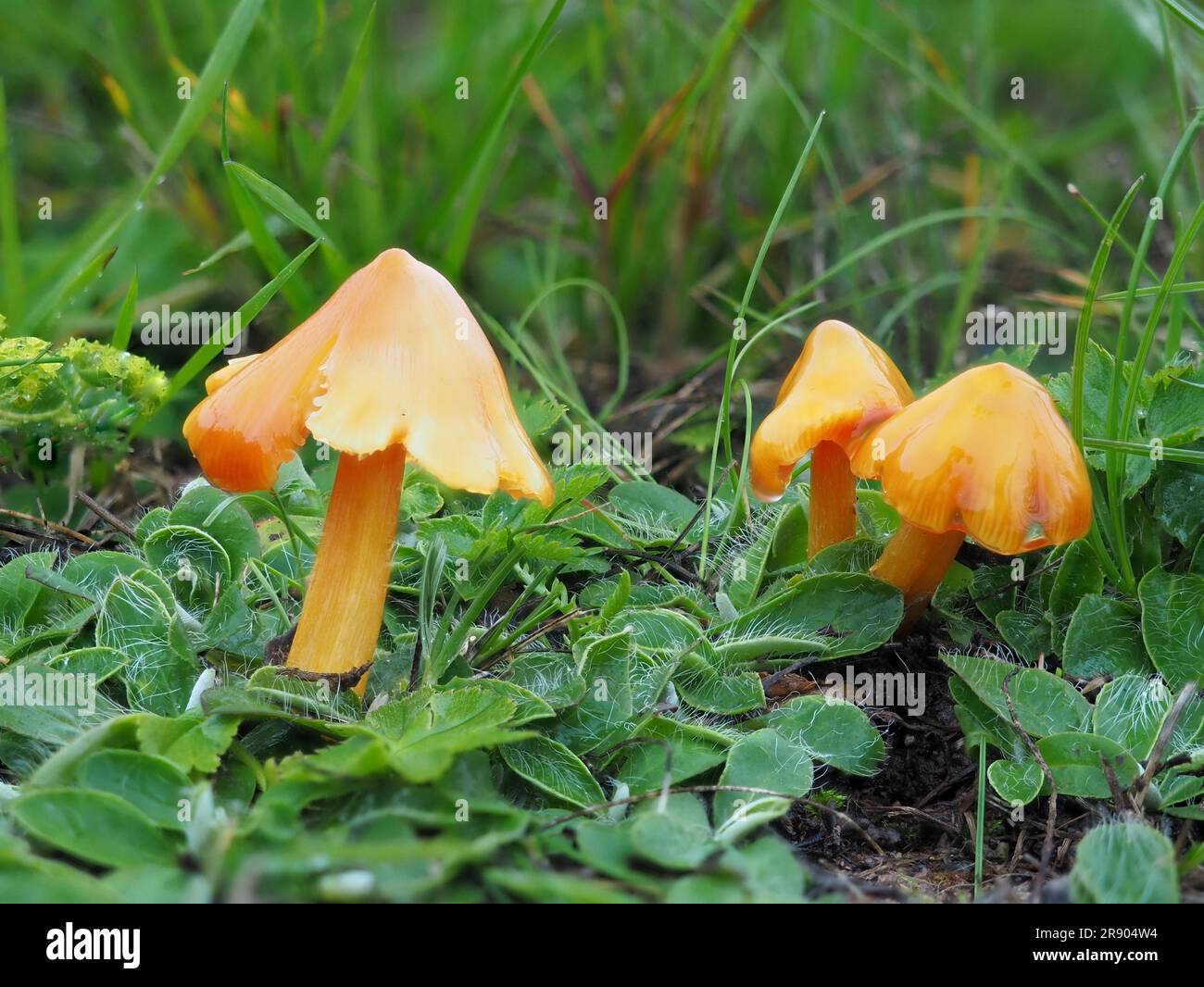 acutoconica is a medium-sized waxy cap (Hygrocybe) characterized by its ...