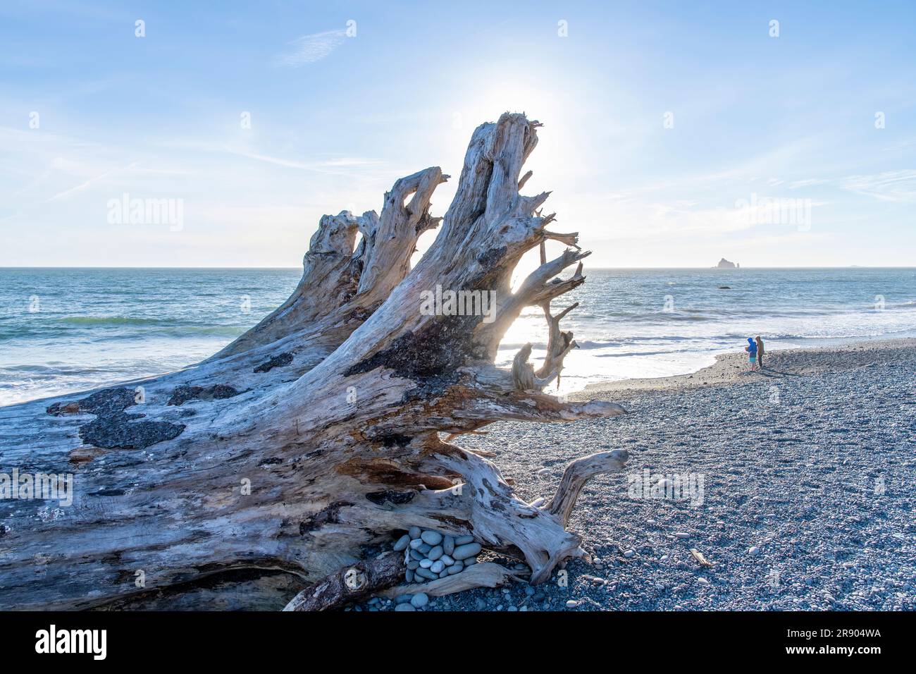 Close up view of sunset backlit driftwood root structure on Rialto ...