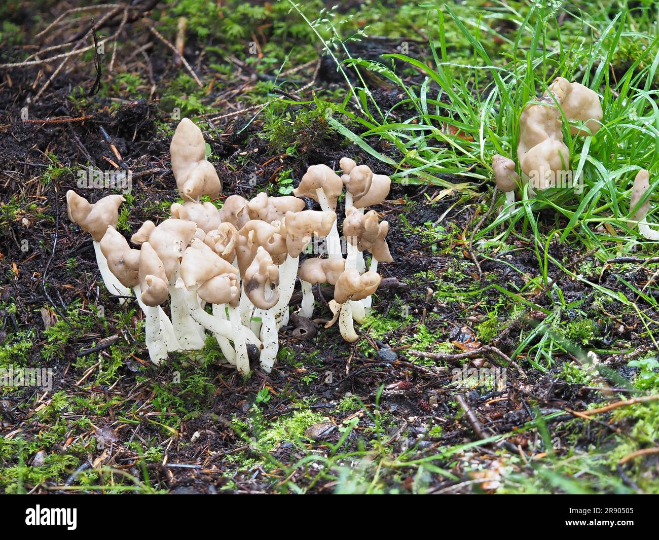 (Helvella) elastica, or the elastic saddle, is a species of fungi in ...