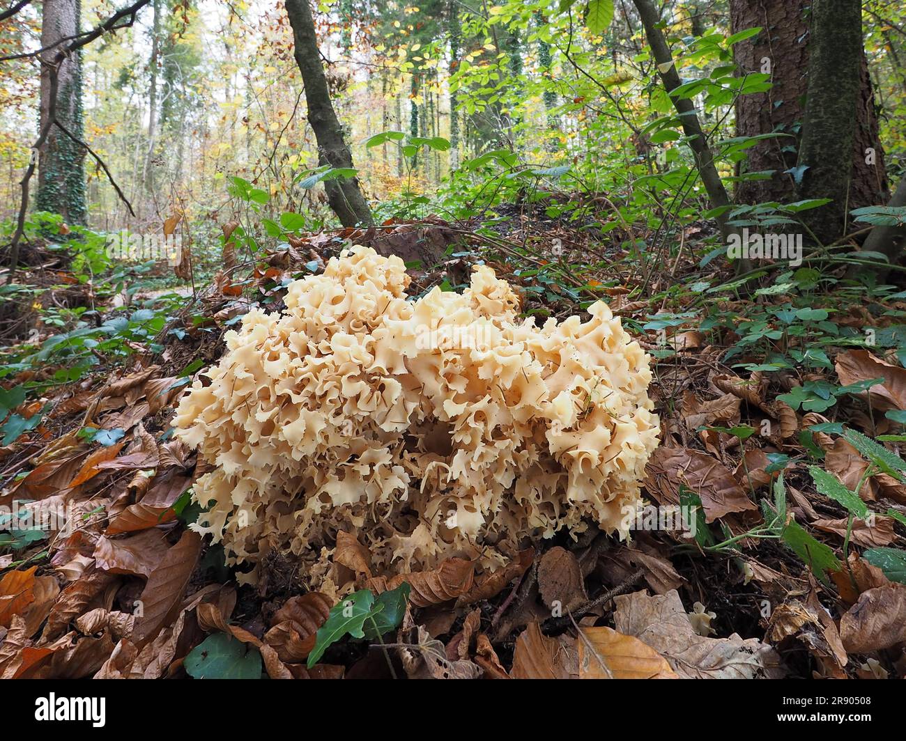 S. laminosa, S. nemecii), is also called oak hen, fir hen or bear skull ...