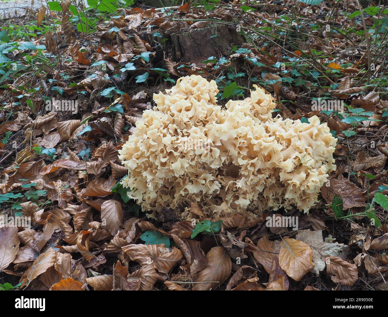S. laminosa, S. nemecii), is also called oak hen, fir hen or bear skull ...