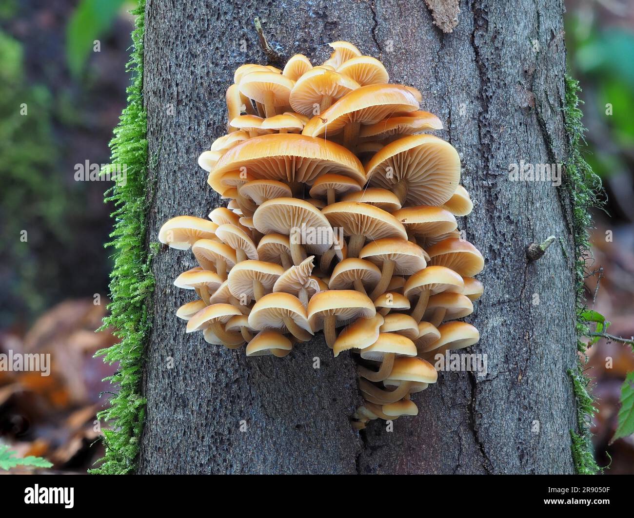The velvet foot fungus is a typical winter fungus that survives frosty ...
