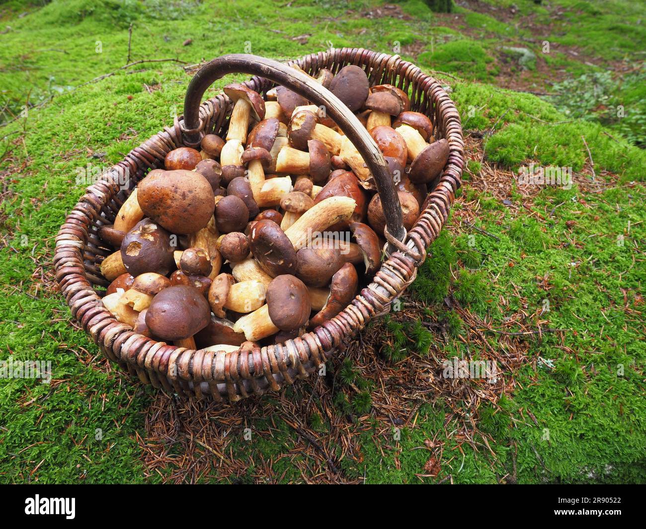 Mushroom basket with chestnut boletus in a moss-covered spruce forest ...