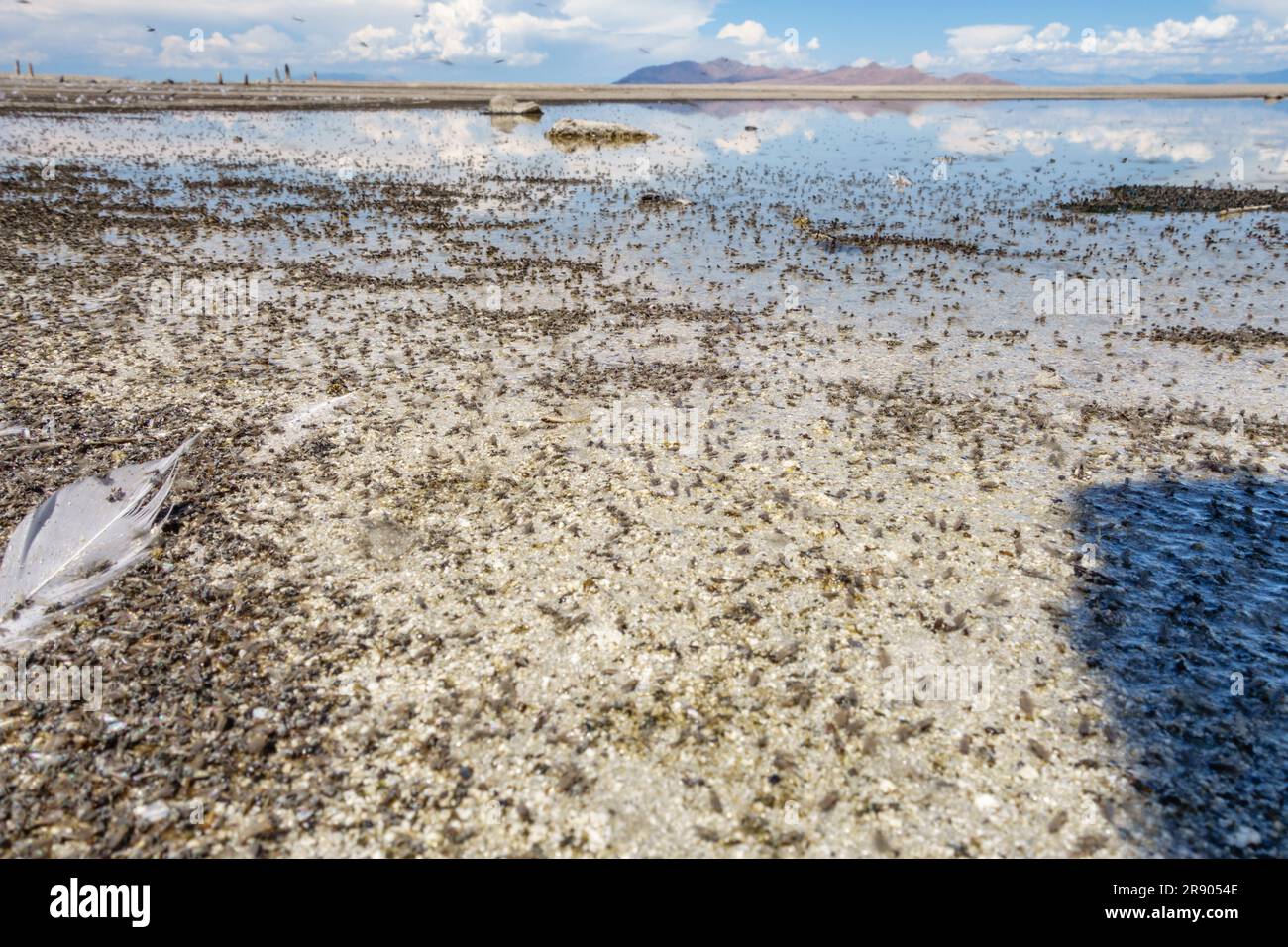 Brine flies at the Great Salt Lake, Utah, US Stock Photo - Alamy
