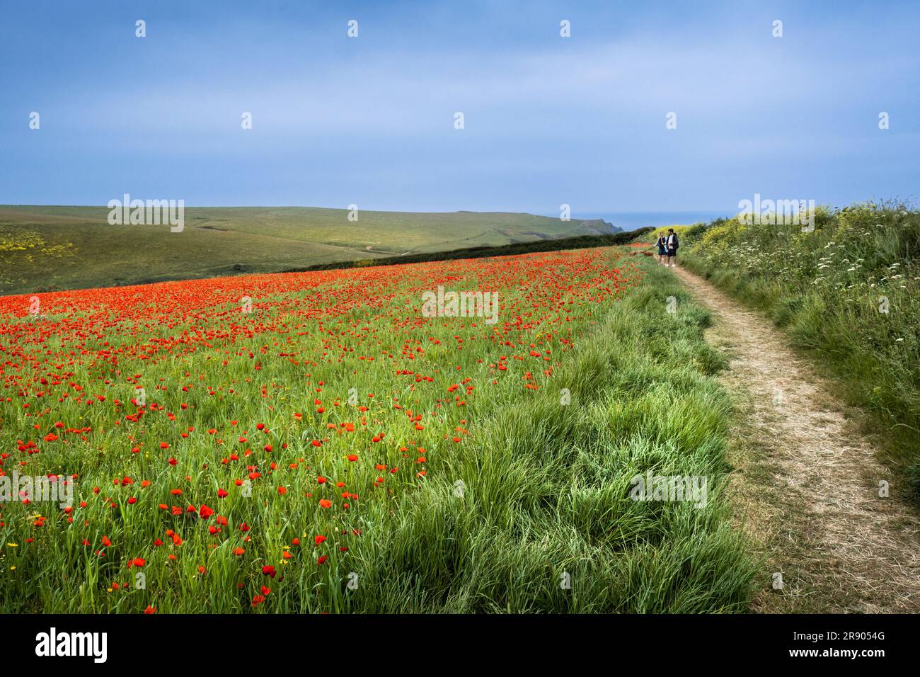 The stunning sight of a field full of Common Poppies Papaver rhoeas on ...
