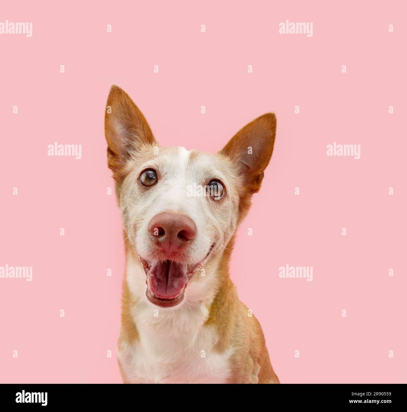 Portrait happy smiling andalusian hound dog. Isolated on pink pastel background Stock Photo - Alamy