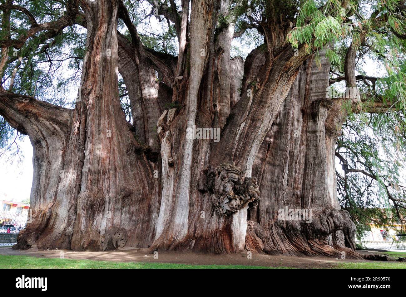 Mexican (Taxodium mucronatum) Baldcypress, Arbol del Tule, Mexico Stock ...