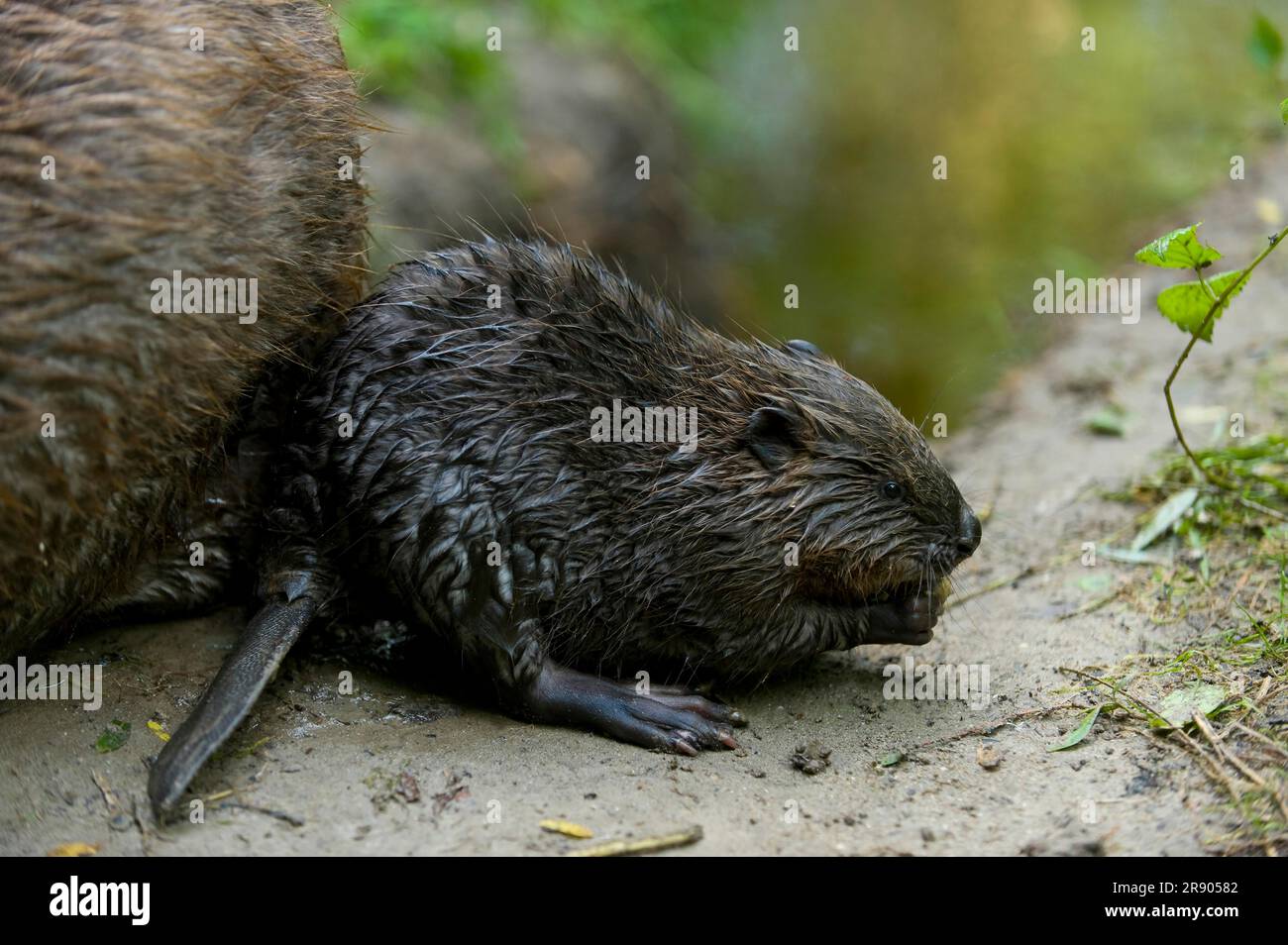 European beaver (Castor fiber), juvenile, Rosenheim, Bavaria, Germany ...