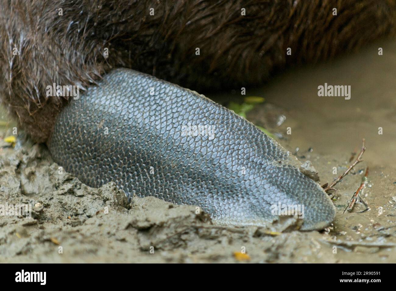 Beaver tail close up hi-res stock photography and images - Alamy