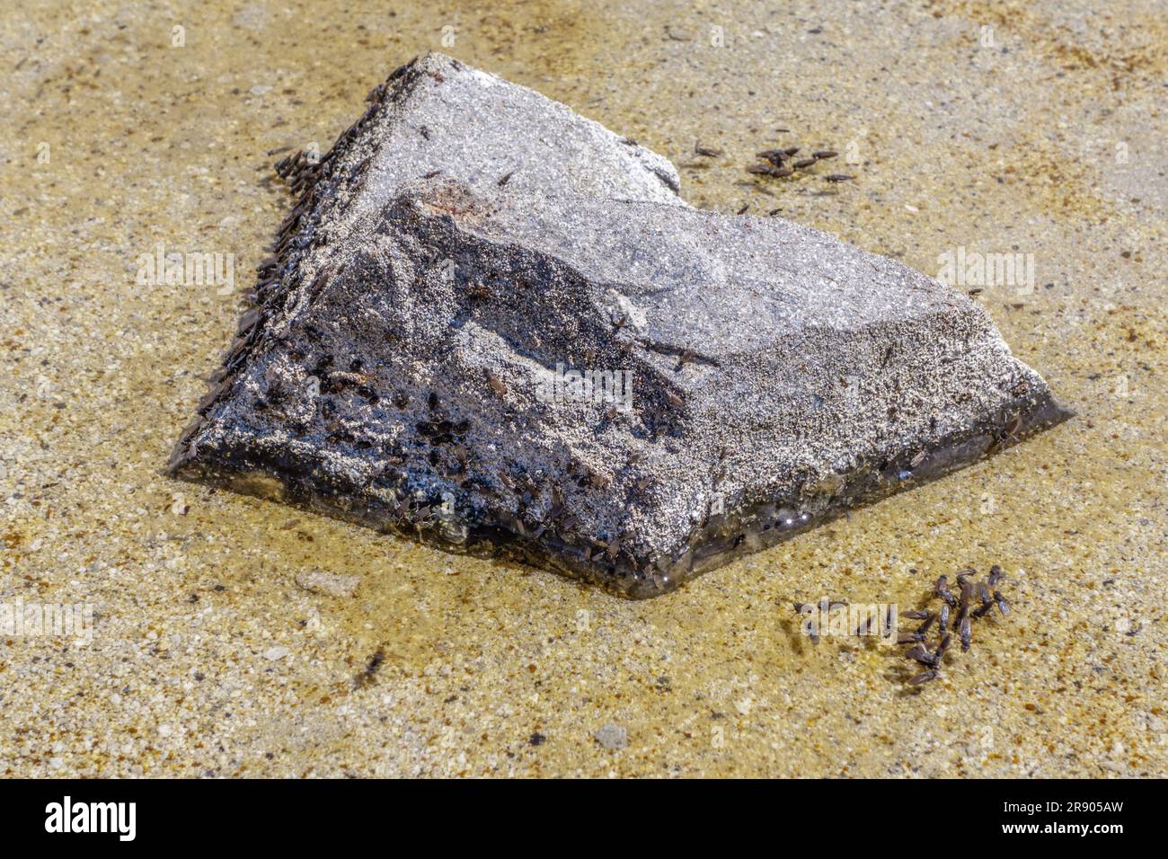 Brine flies at the Great Salt Lake, Utah, US Stock Photo - Alamy