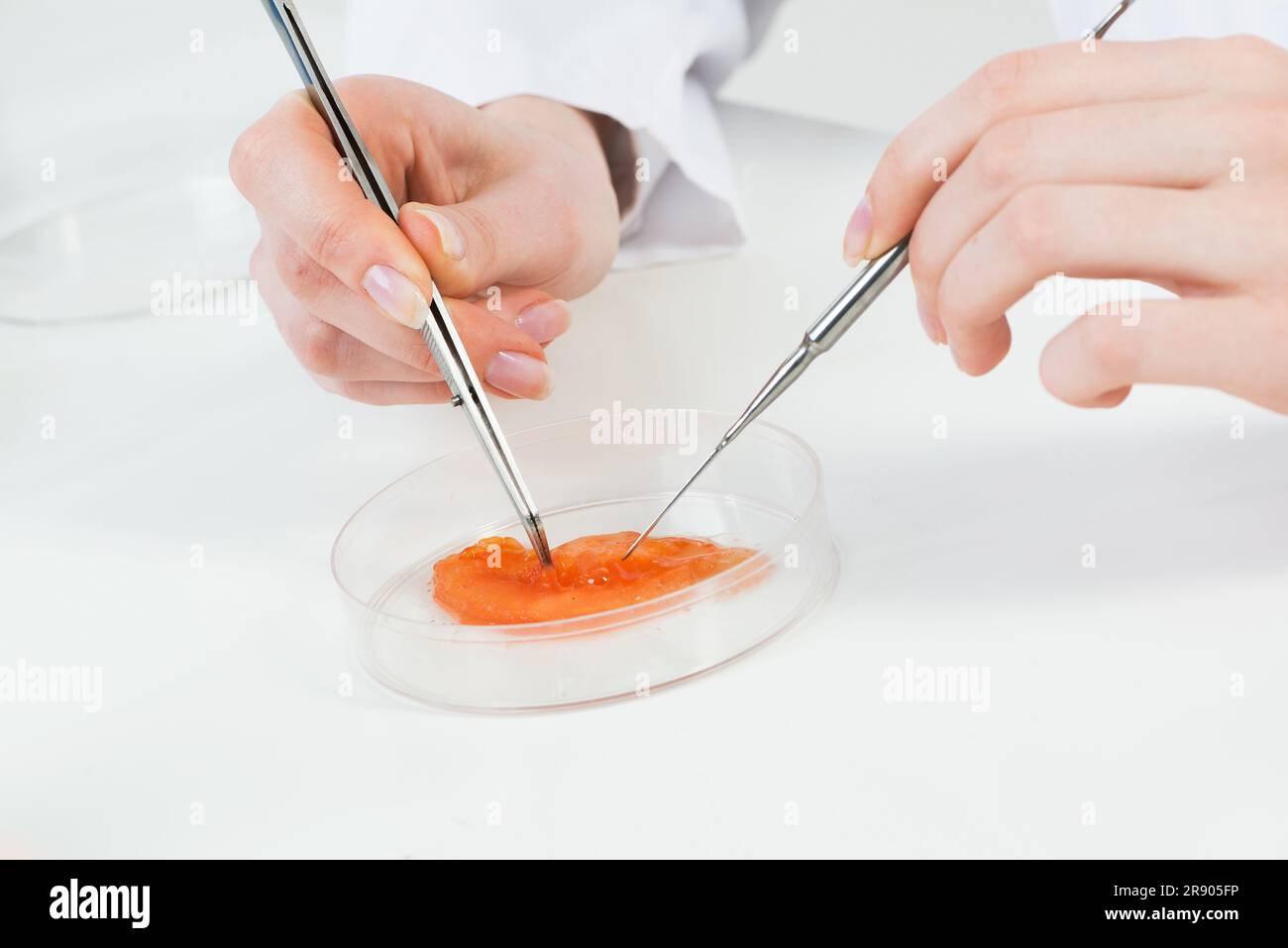 Microbiologist researching sample in petri dish Stock Photo - Alamy