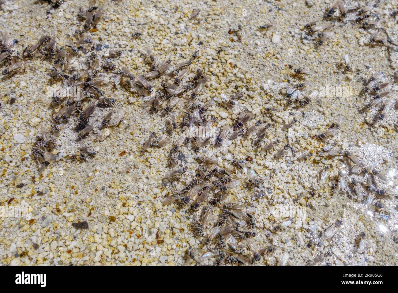 Brine flies at the Great Salt Lake, Utah, US Stock Photo - Alamy