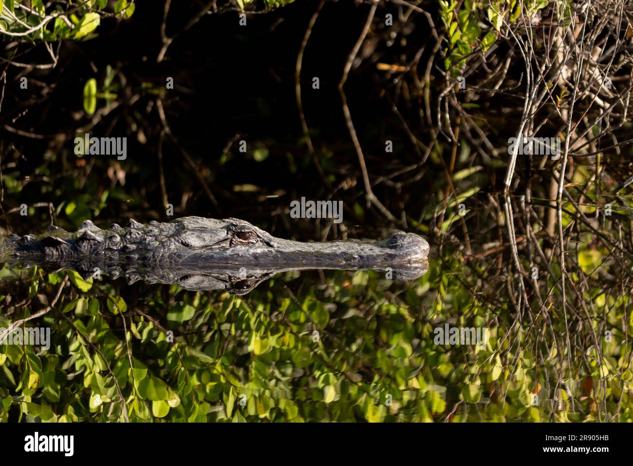 A large American alligator calmly floating in a body of freshwater ...