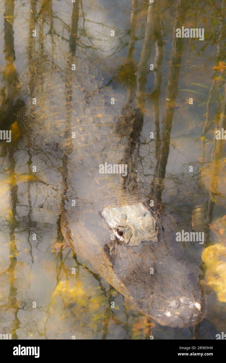 Alligator stalking prey hi-res stock photography and images - Alamy