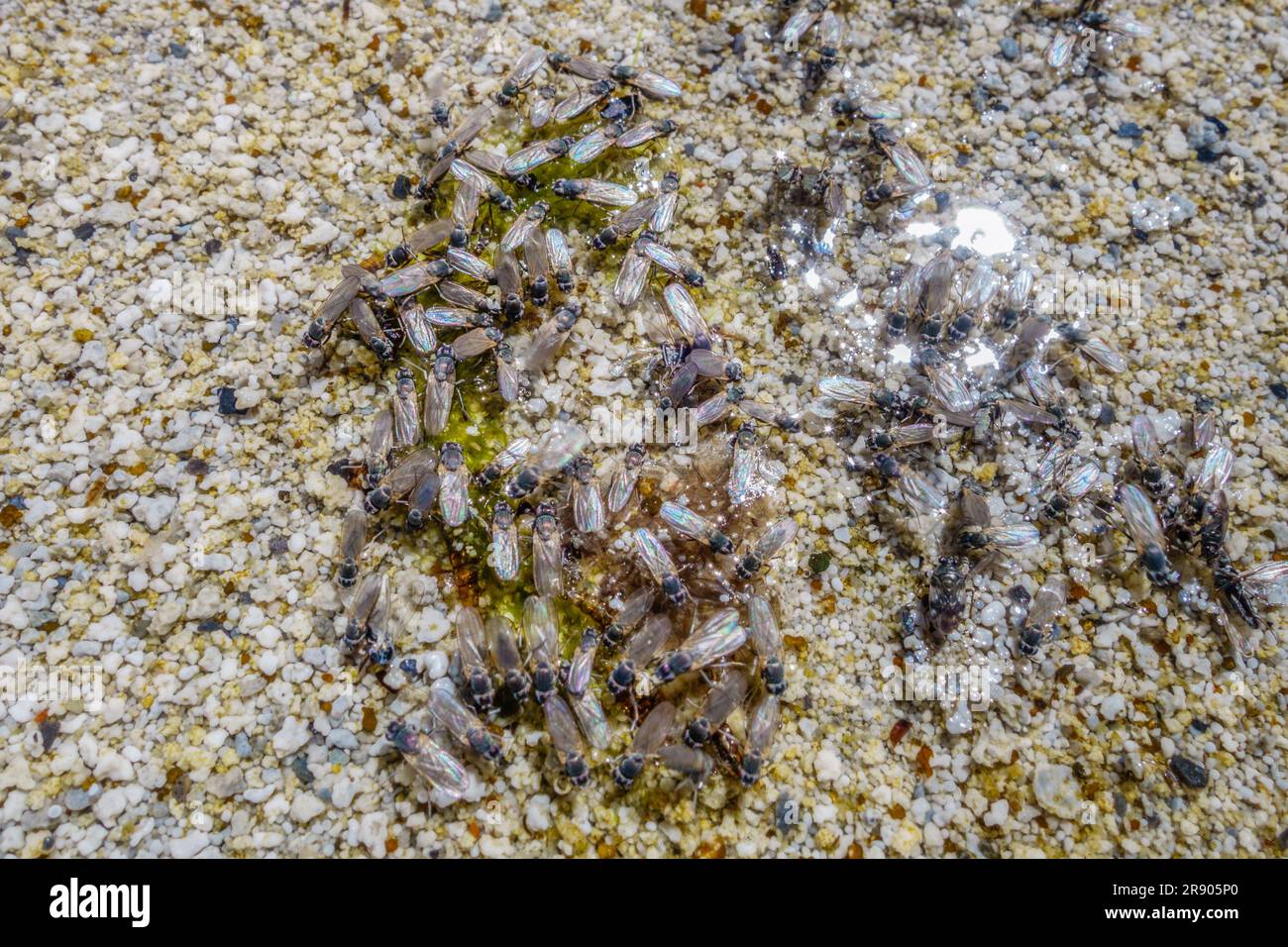 Brine flies at the Great Salt Lake, Utah, US Stock Photo - Alamy