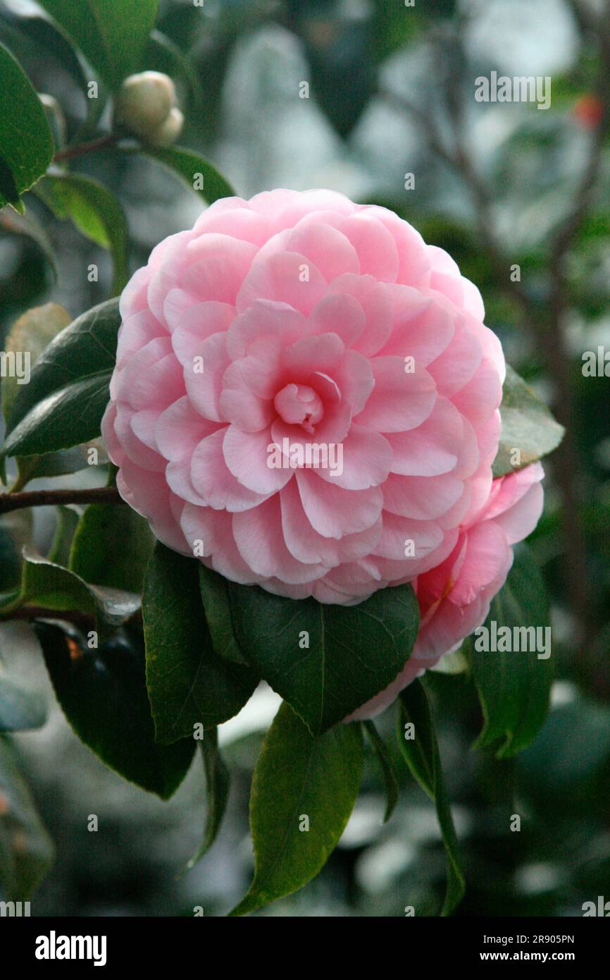 Camellia Japanese camellia (Camellia japonica), tea shrub family ...