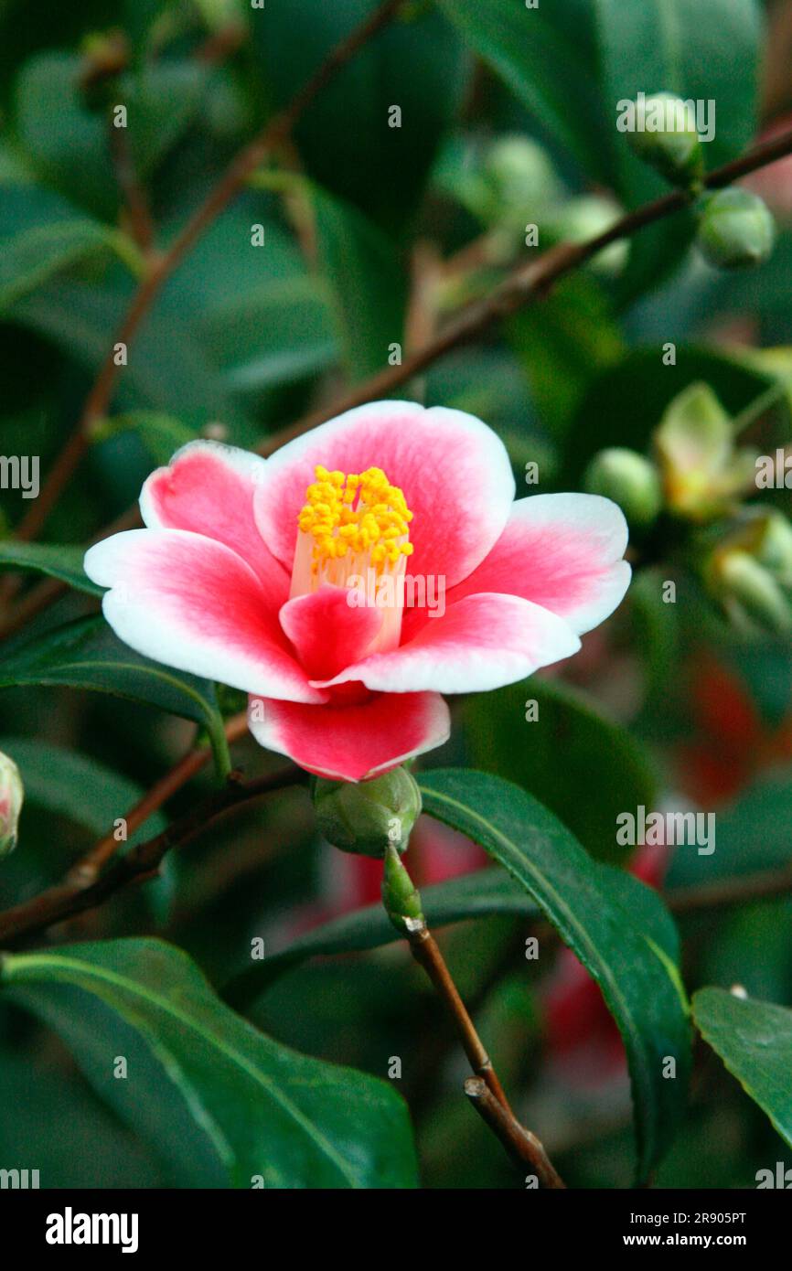 Camellia Japanese camellia (Camellia japonica), tea shrub family ...
