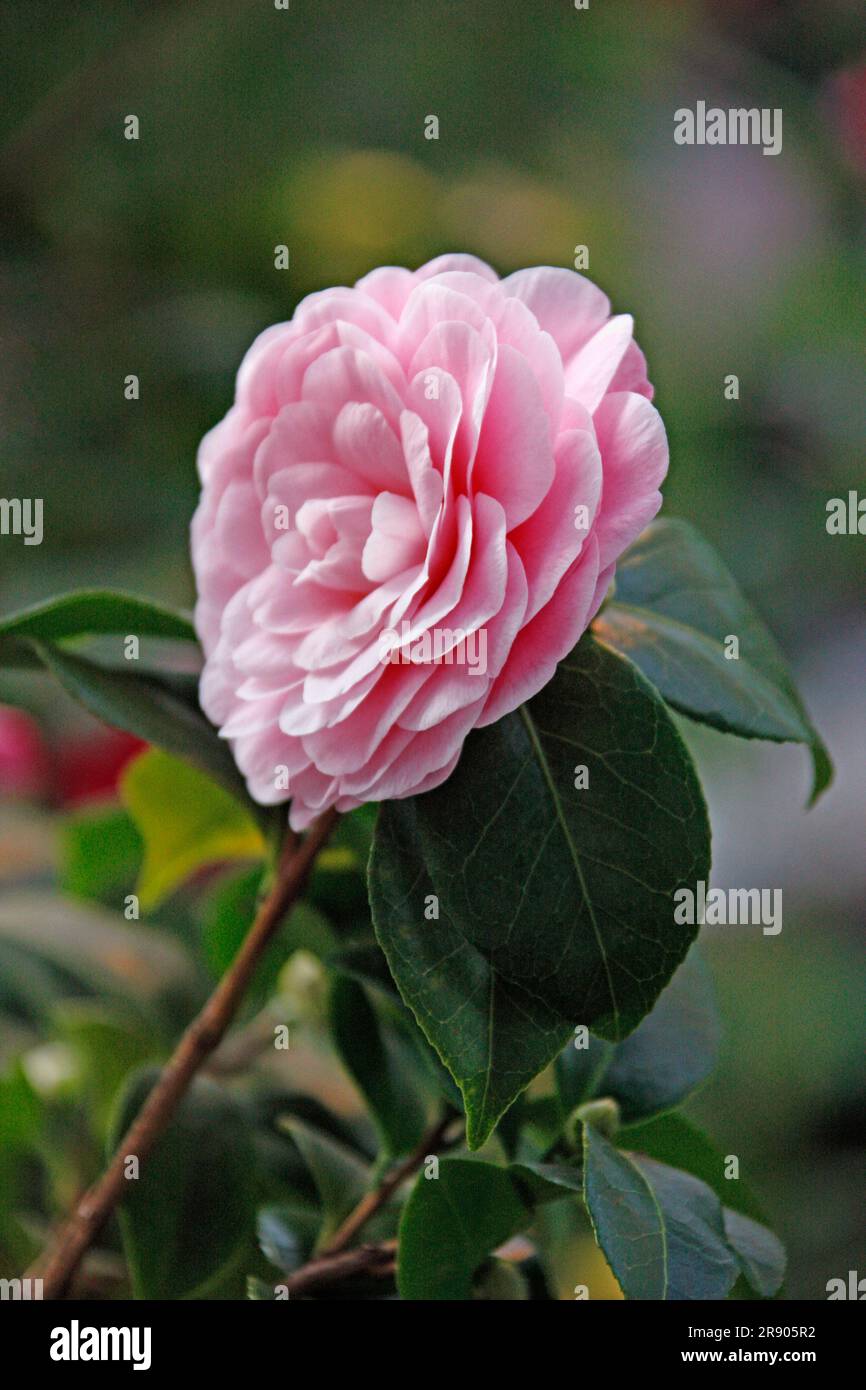 Camellia Japanese camellia (Camellia japonica), tea shrub family ...