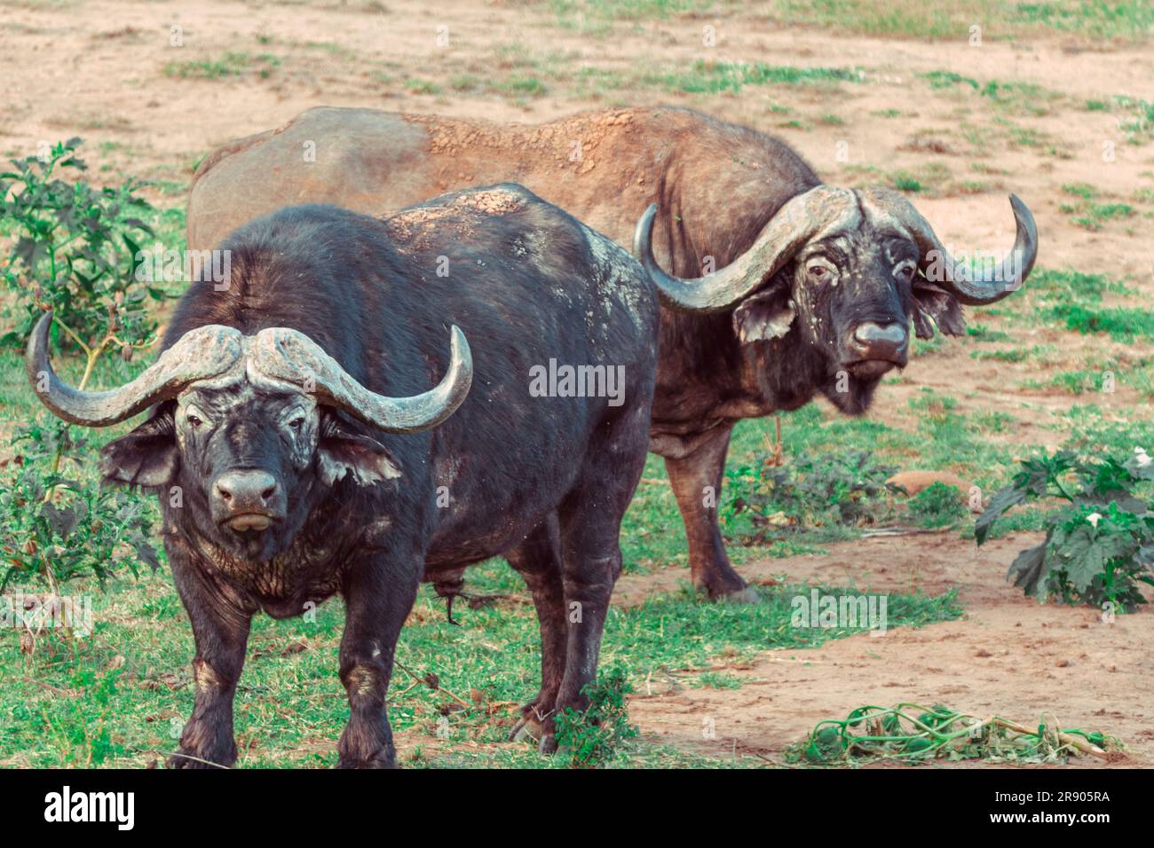 Two cape buffalo grazing in the African savanna surrounded by grass ...