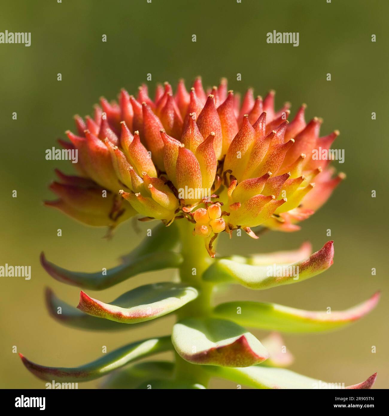 Golden root (Rhodiola rosea), Labrador, Canada Stock Photo - Alamy