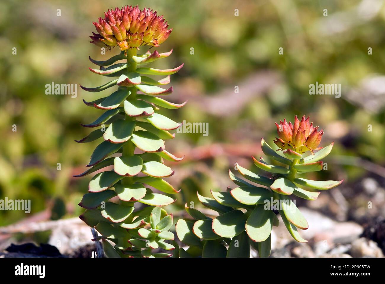 Golden root (Rhodiola rosea), Labrador, Canada Stock Photo - Alamy
