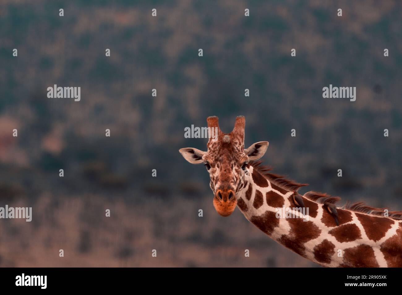 A close-up of a giraffe in its natural habitat, with small birds on its ...