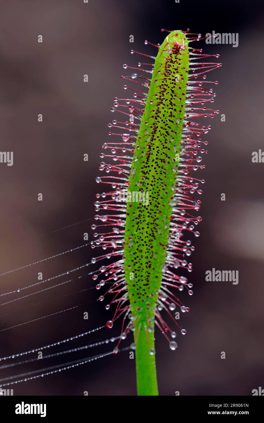 Cape sundew hi-res stock photography and images - Alamy