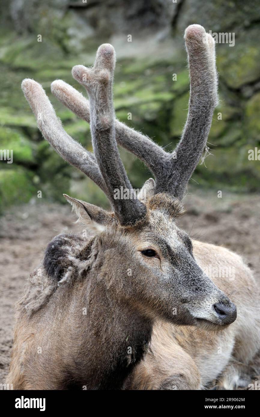 Pere David's Deer with velvet antlers (Elaphurus davidianus Stock Photo ...