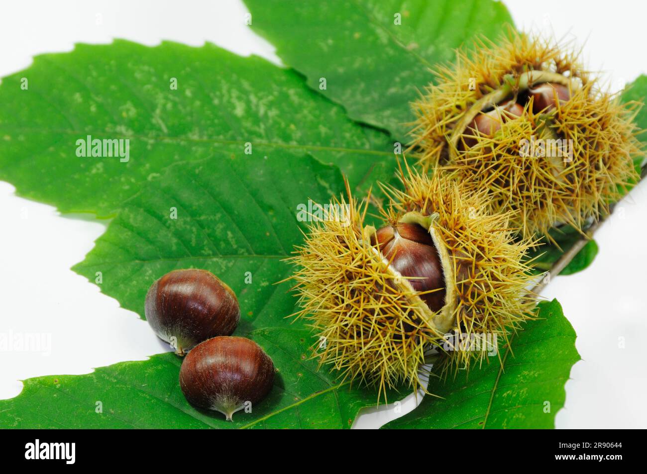 Botany fagaceae sweet hi-res stock photography and images - Alamy