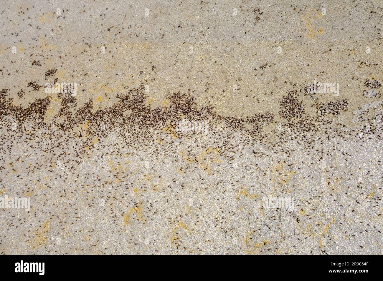 Brine flies at the Great Salt Lake, Utah, US Stock Photo - Alamy