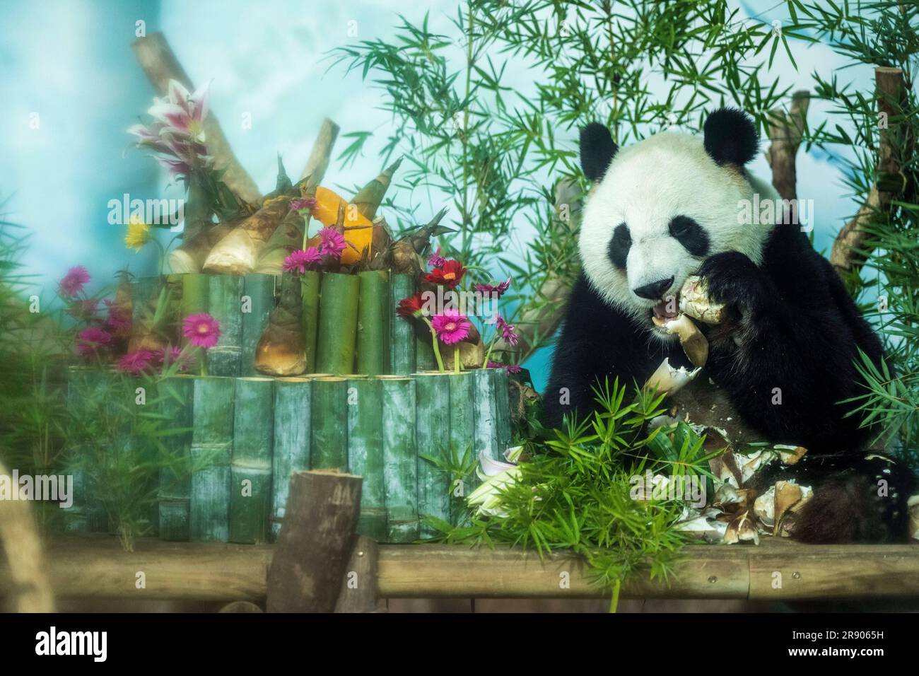 A seven-year-old panda have food in its cell in a zoo in Nanning in ...