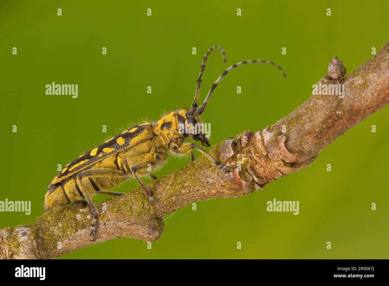 Saperda scalaris longhorn beetle hi-res stock photography and images ...