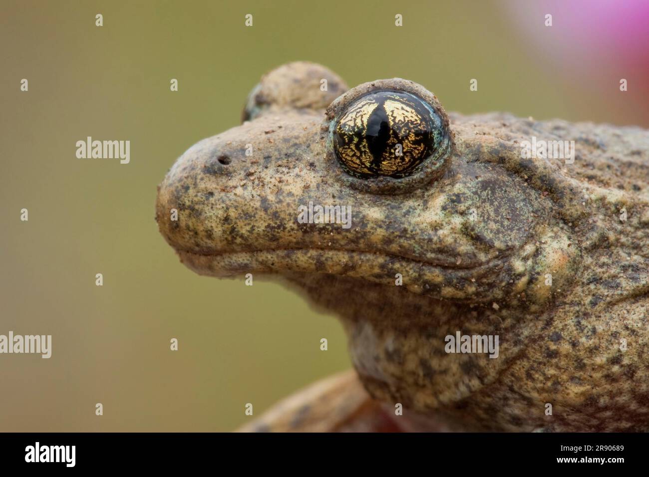 Common midwife toad (Alytes obstetricans), Germany Stock Photo - Alamy