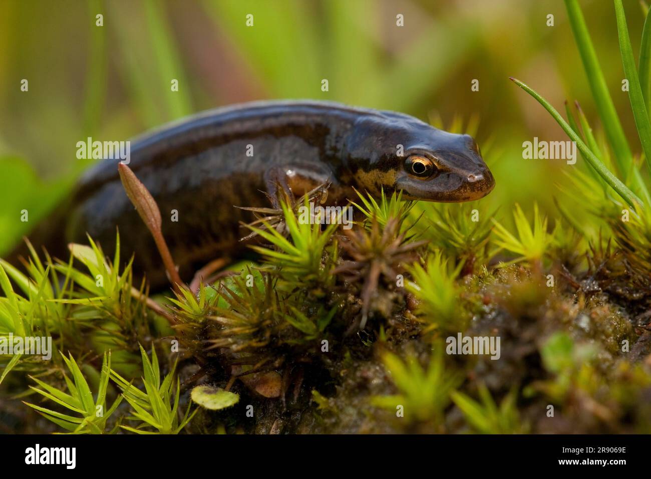 Common newt (Lissotriton vulgaris), female, Rhineland-Palatinate ...