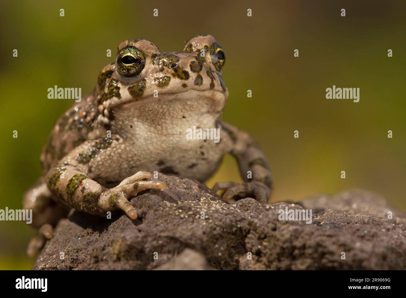 European green toad (Bufotes viridis) Germany Stock Photo - Alamy