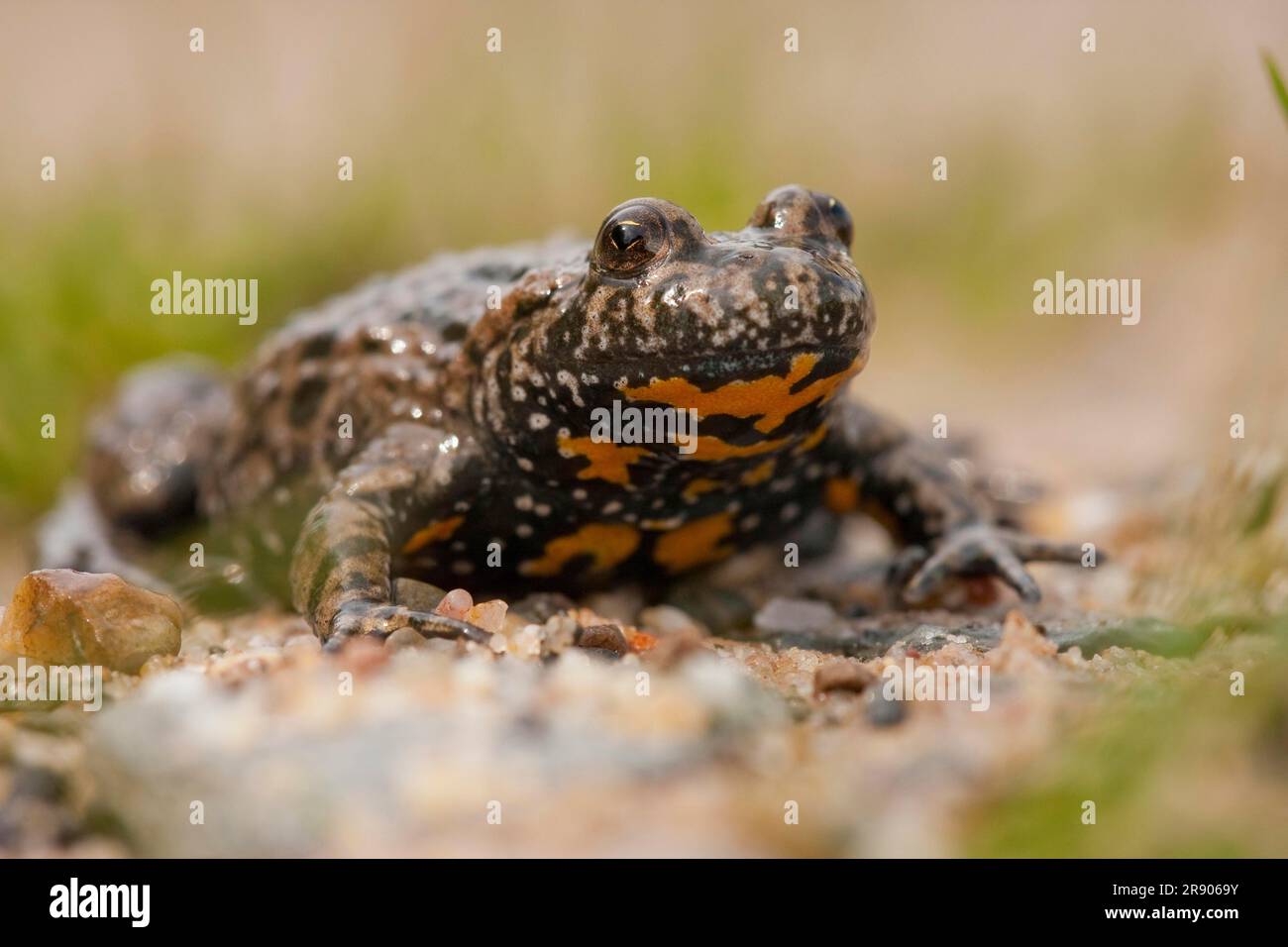 European Fire-bellied Toad (Bombina bombina), Germany Stock Photo - Alamy