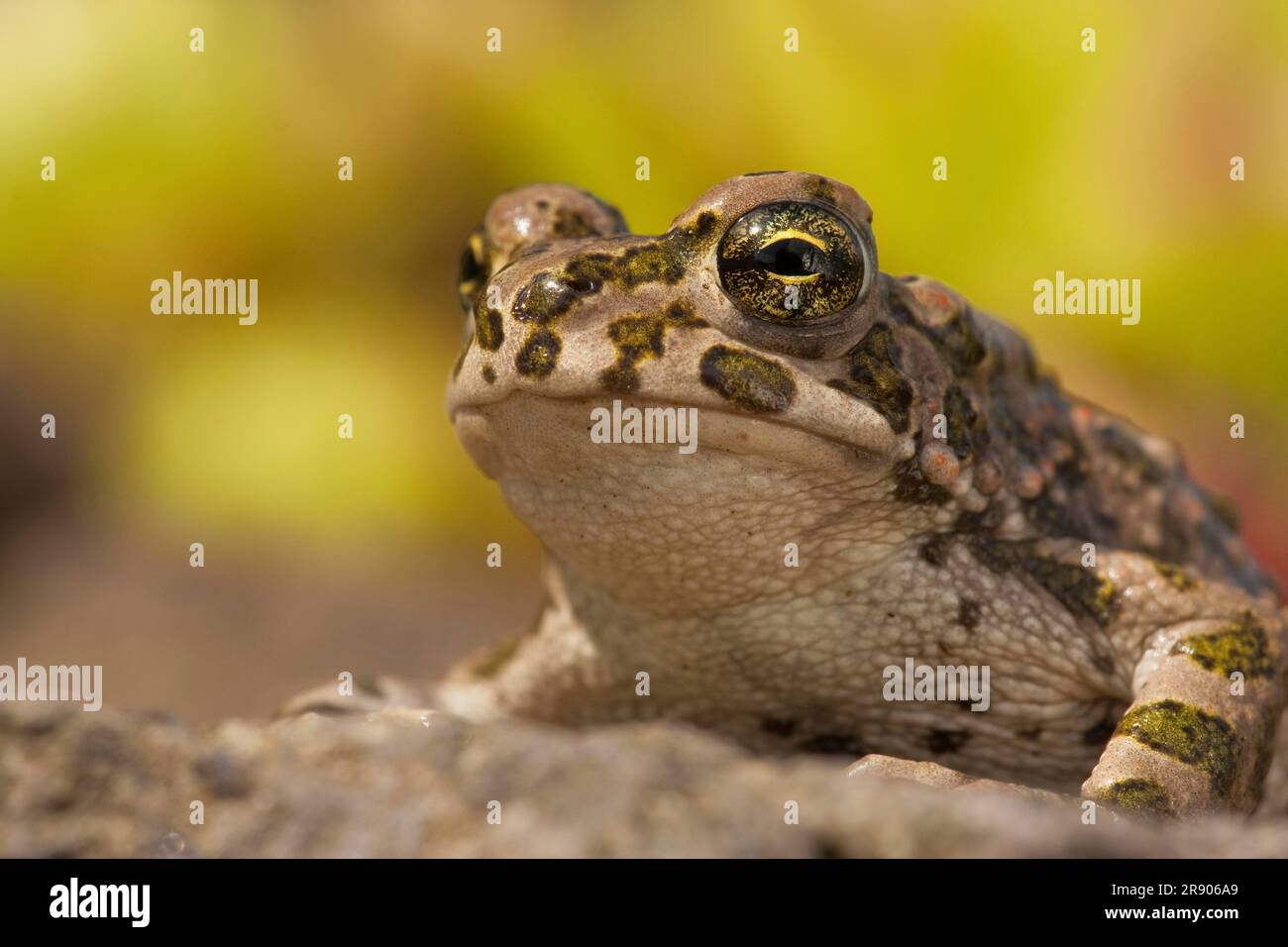 European green toad (Bufotes viridis) Germany Stock Photo - Alamy