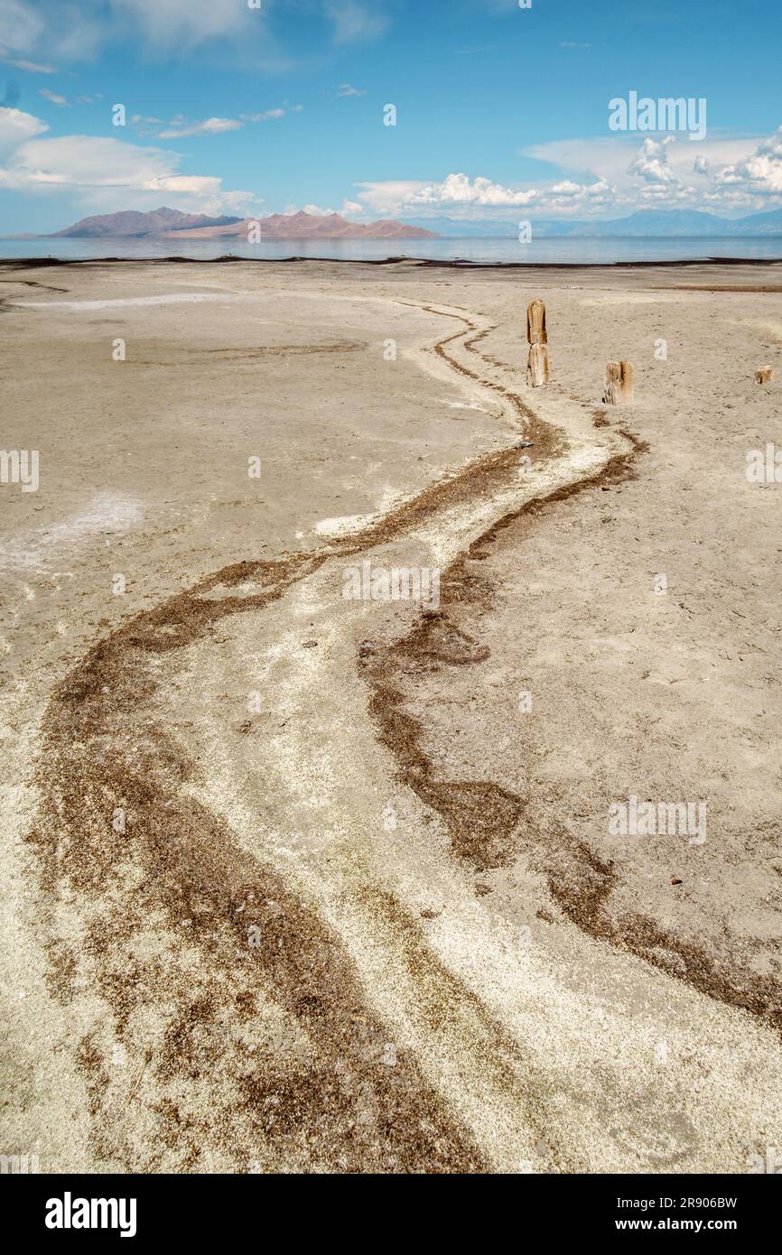 Brine flies at the Great Salt Lake, Utah, US Stock Photo - Alamy