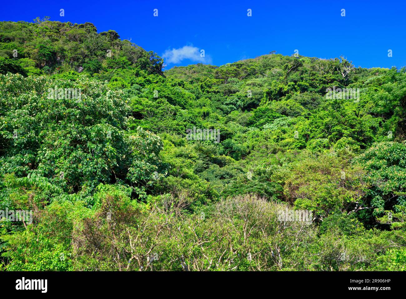Yanbaru no mori hi-res stock photography and images - Alamy