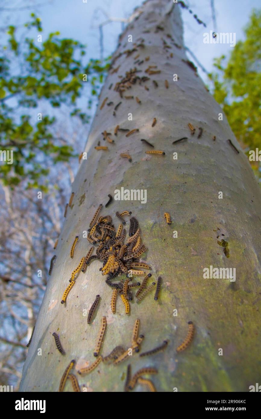Ermine moth tree hi-res stock photography and images - Alamy