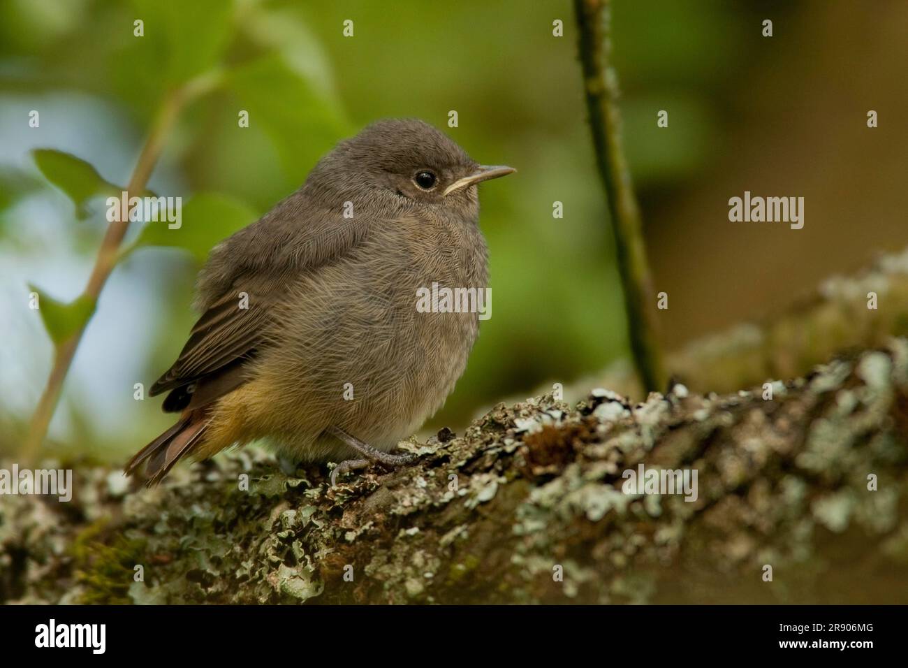 Common redstart (Phoenicurus phoenicurus), young bird, Rhineland ...