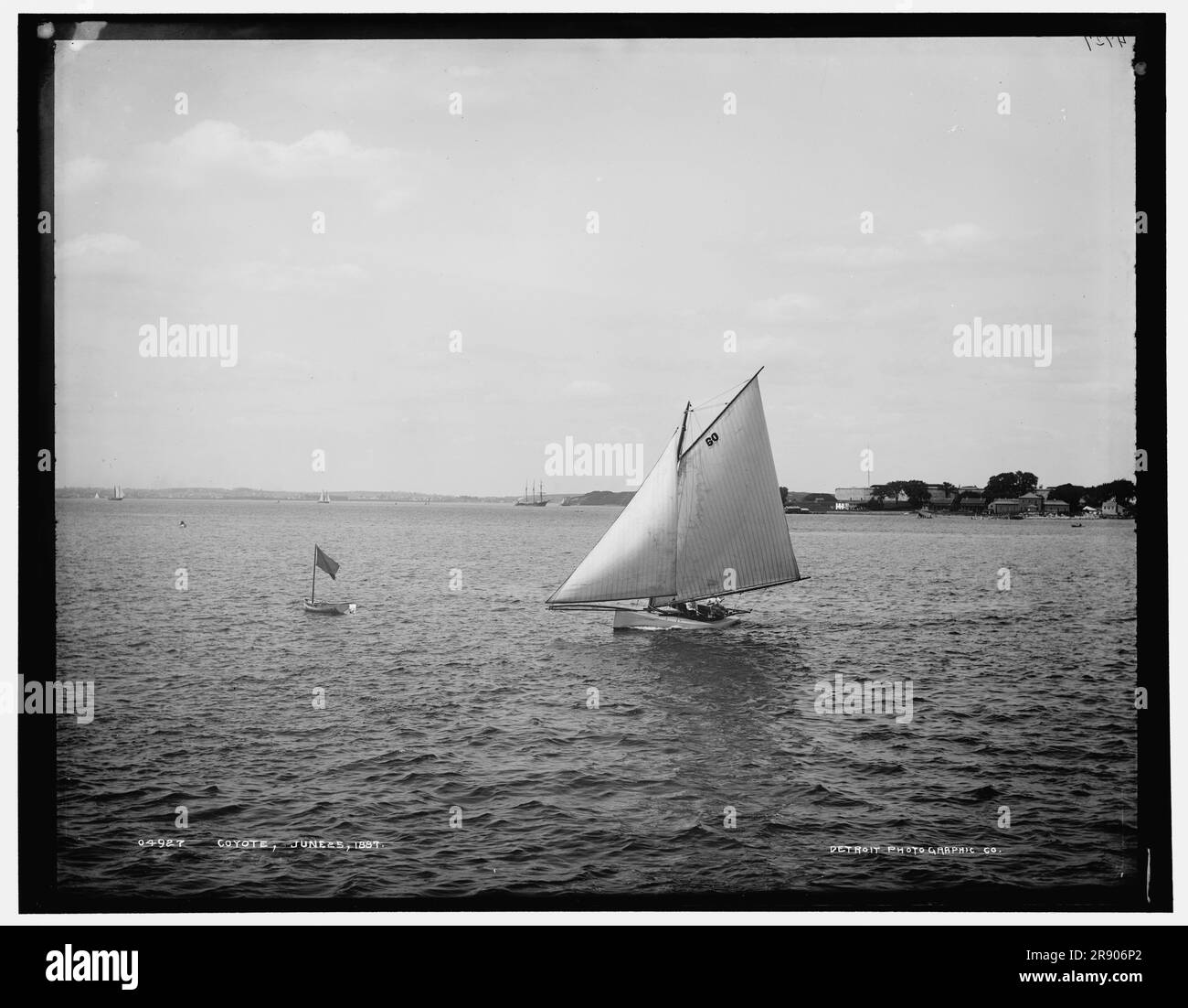 Coyote x hi-res stock photography and images - Alamy