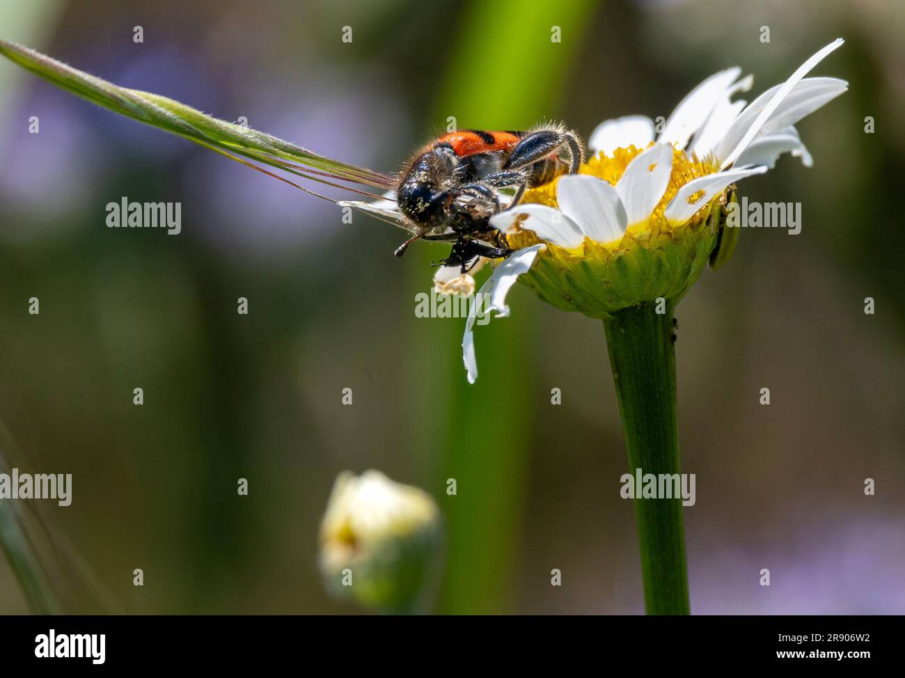 Bulgaria June 23th 2023: Bulgarian insects Assassin bug and Grasshopper ...