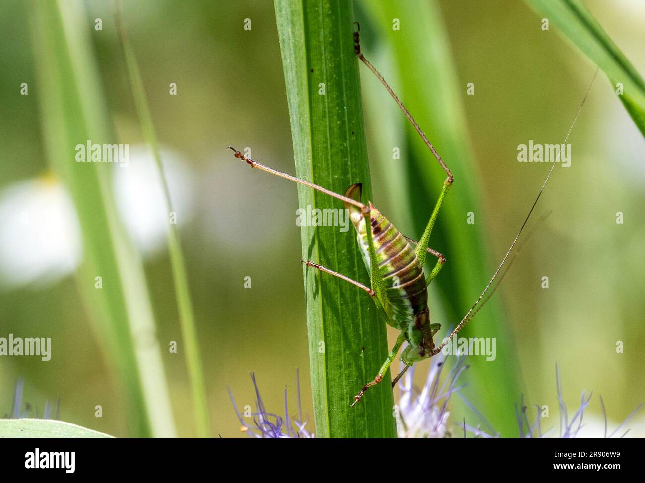 Bulgaria June 23th 2023: Bulgarian insects Assassin bug and Grasshopper ...