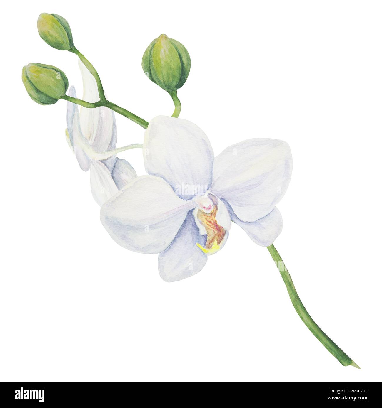 white orchid flower drawing