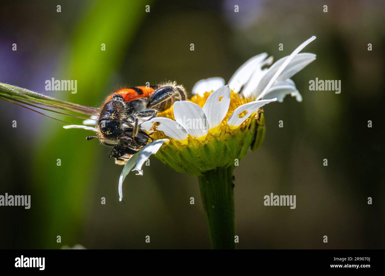 Bulgaria June 23th 2023: Bulgarian insects Assassin bug and Grasshopper ...